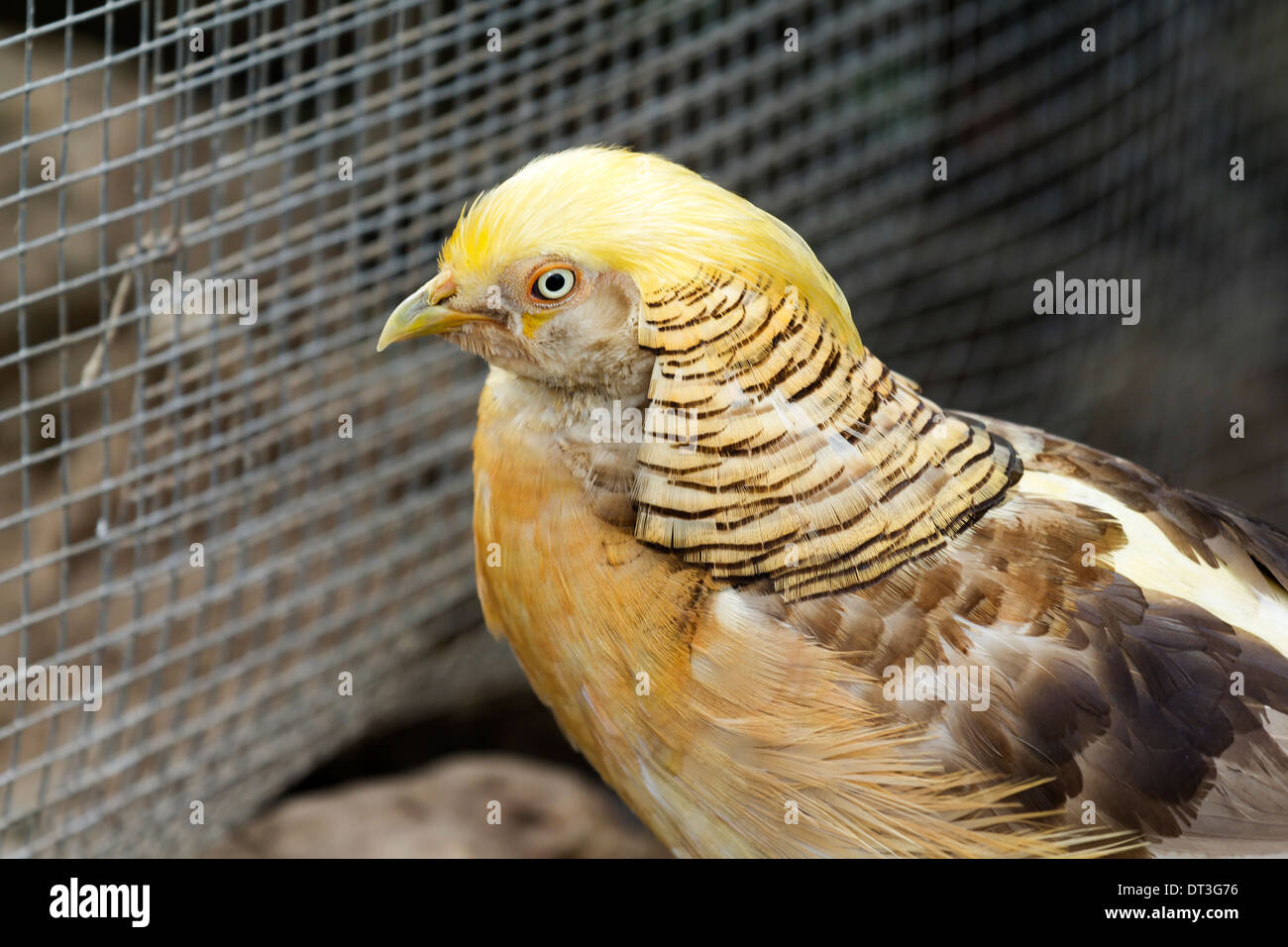 multicolored pheasant portrait Stock Photo - Alamy