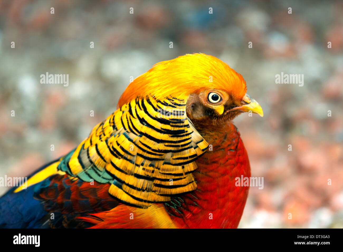 multicolored pheasant portrait Stock Photo - Alamy