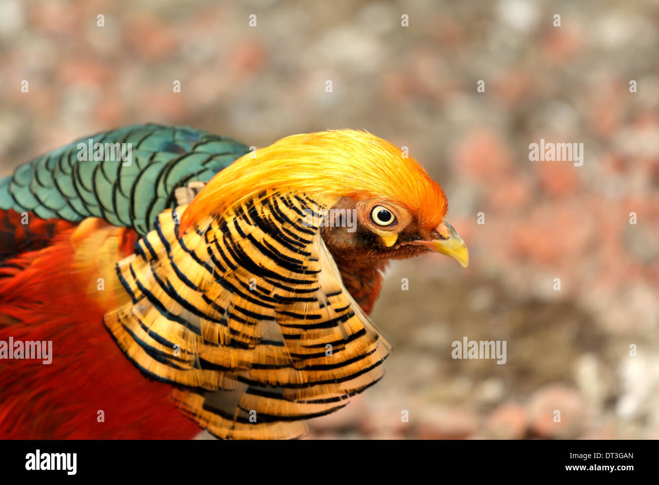 Yellow golden pheasant hi-res stock photography and images - Alamy