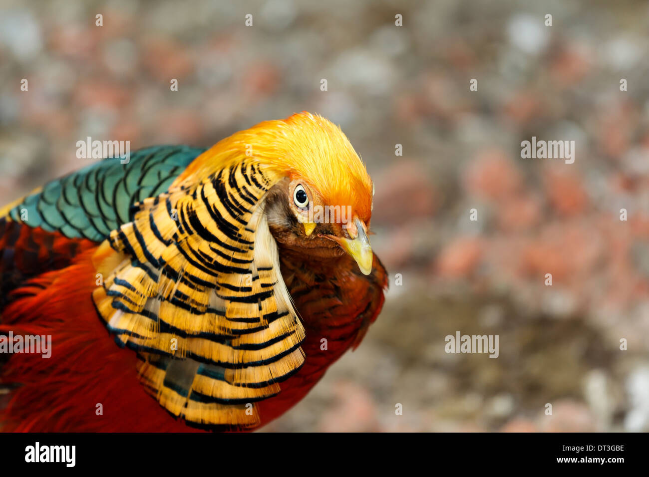 Yellow golden pheasant hi-res stock photography and images - Alamy