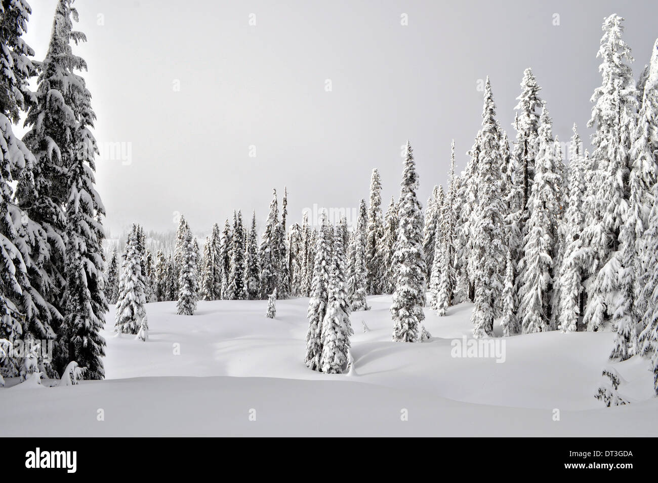 Frozen alpine wilderness during winter at Mount Rainier National Park ...