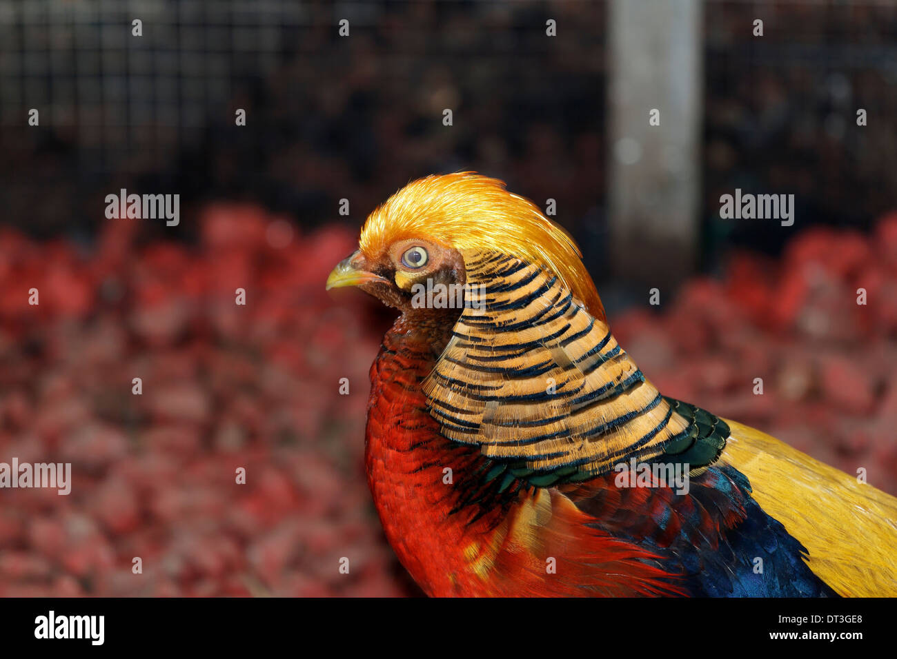 Tropical pheasant hi-res stock photography and images - Alamy