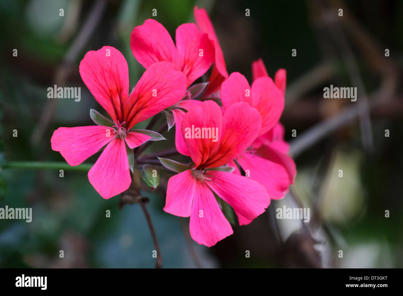 The most beautiful flower in nature hi-res stock photography and images ...