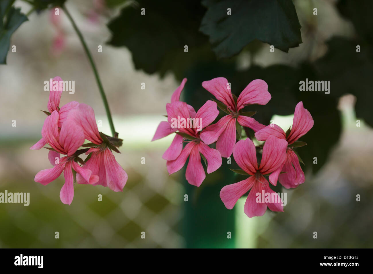 The most beautiful flower in nature hi-res stock photography and images ...