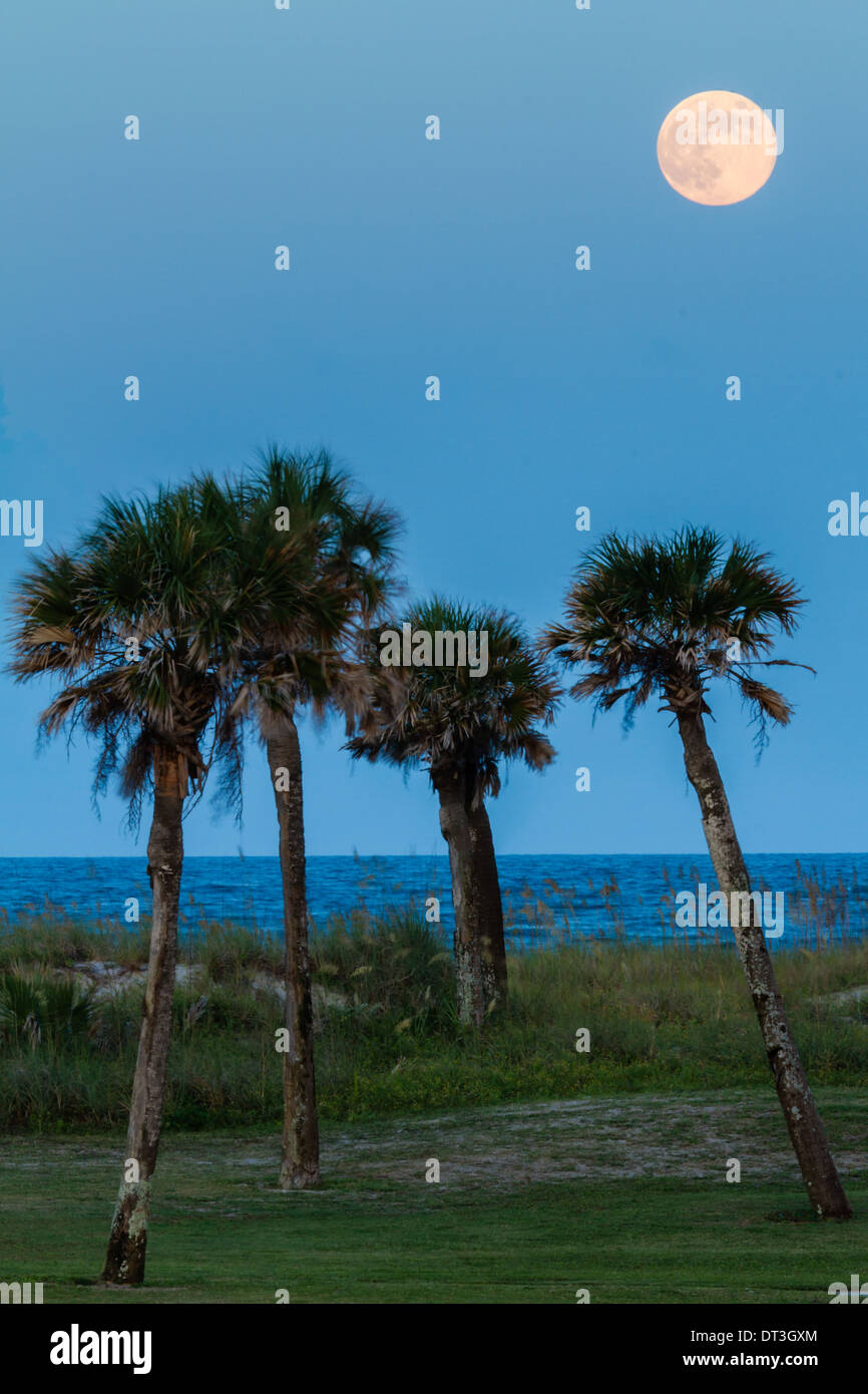 Full moon rising over the ocean and palm trees in Florida Stock Photo ...
