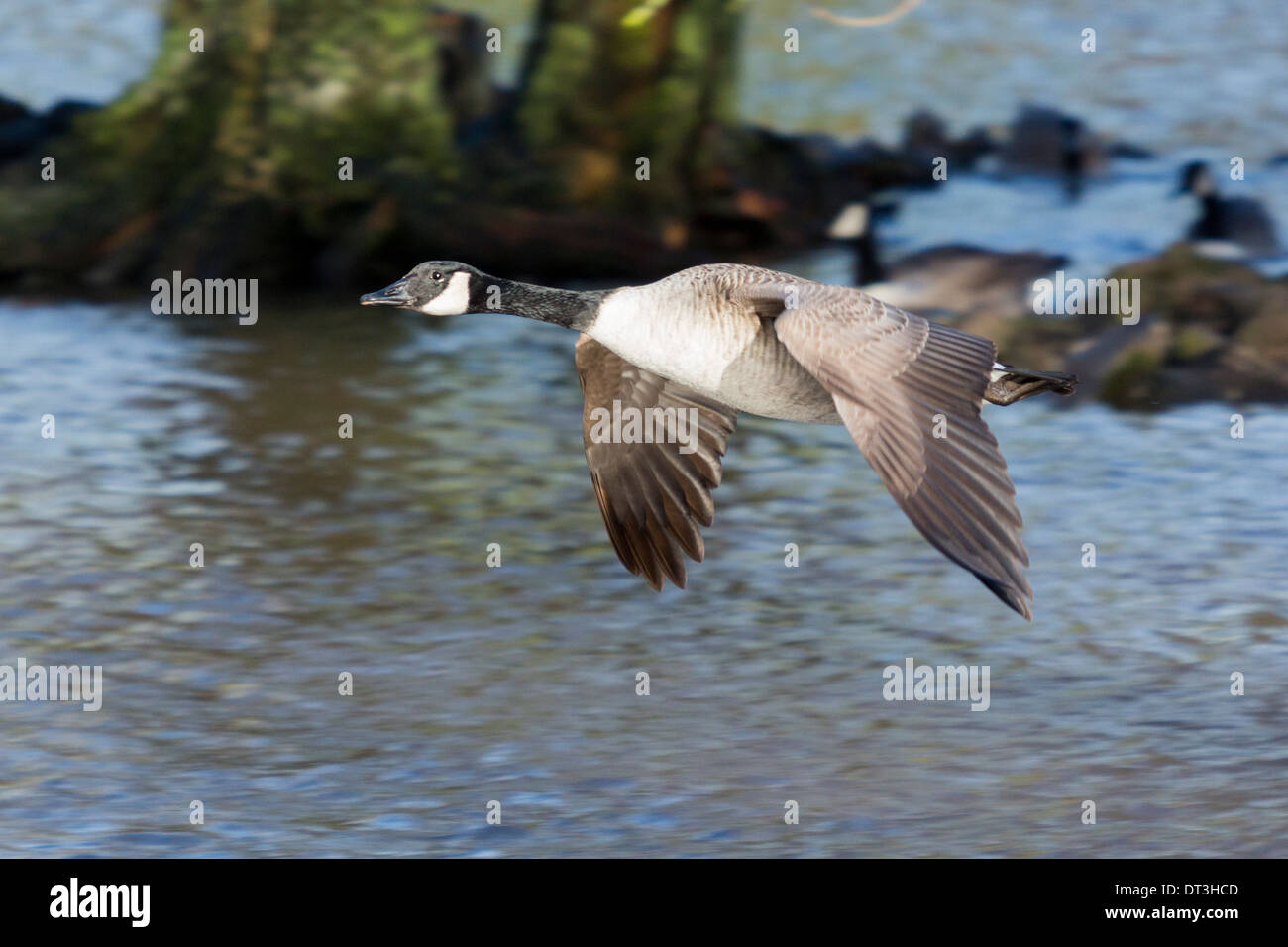 Canadian goose in flight flapping its wings over a local pond in ...