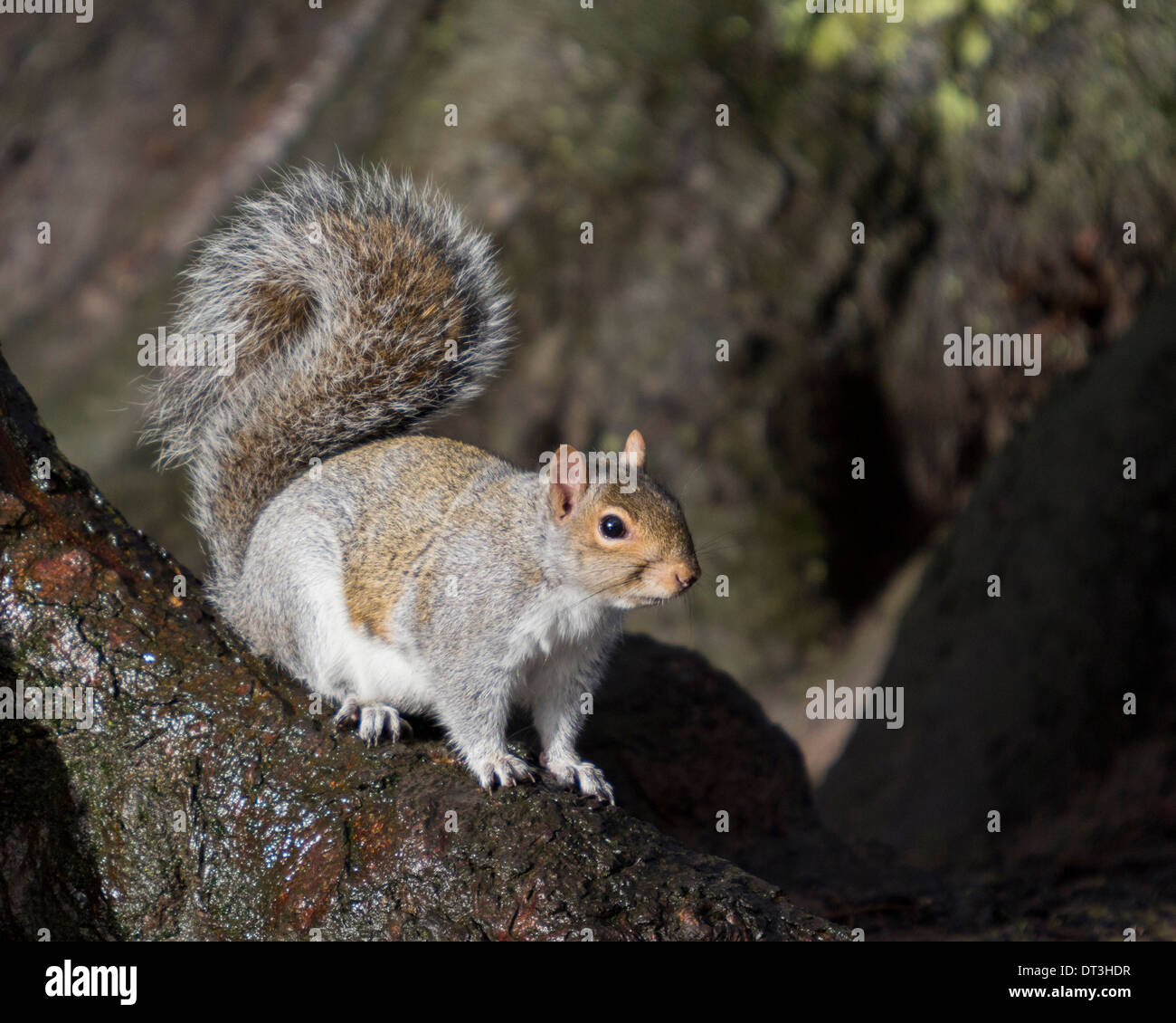 Grey squirrel tree hi-res stock photography and images - Alamy