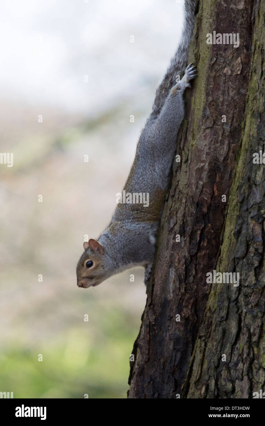 Hibernating squirrel hi-res stock photography and images - Alamy