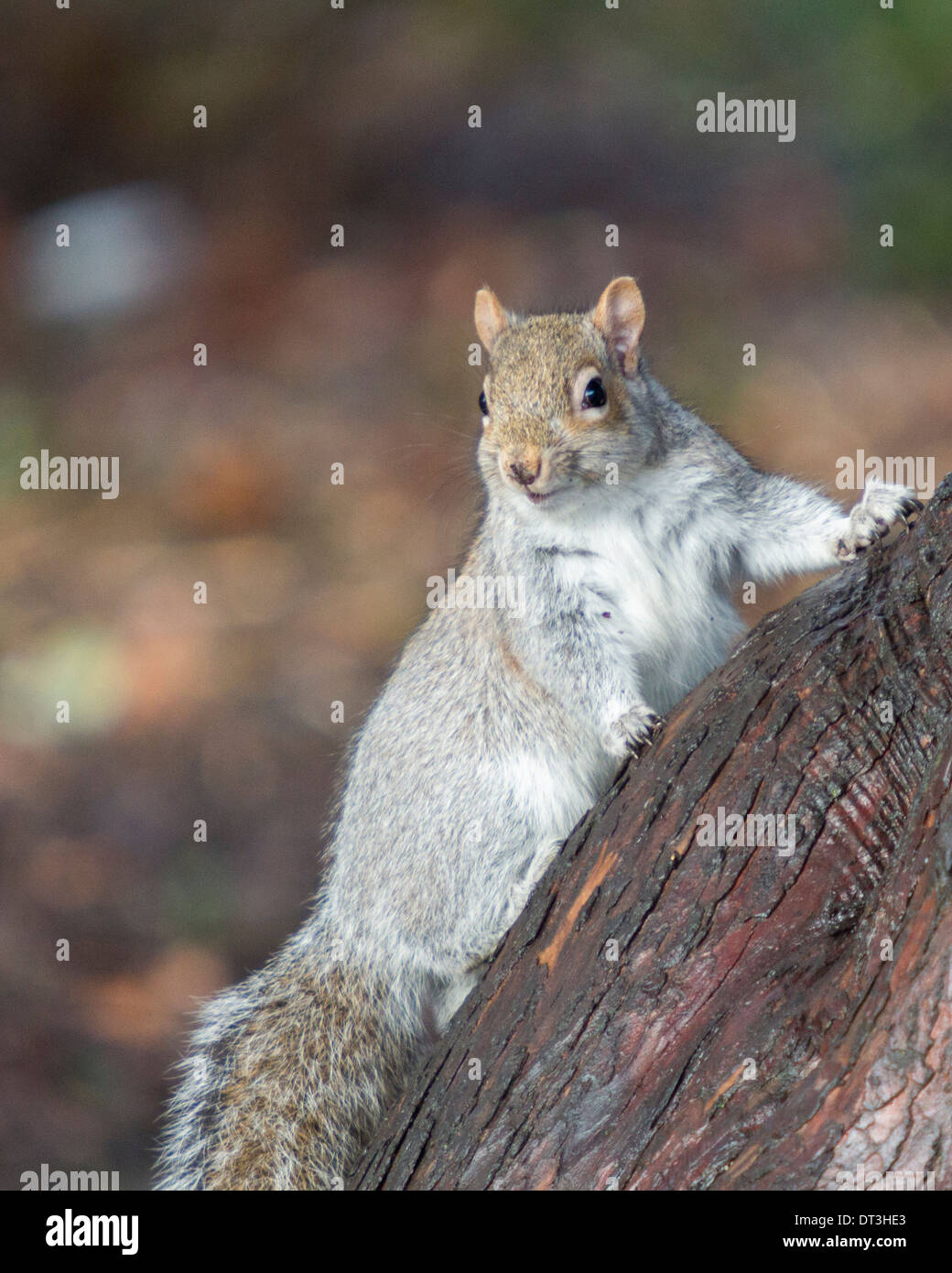 Foraging on tree hi-res stock photography and images - Alamy
