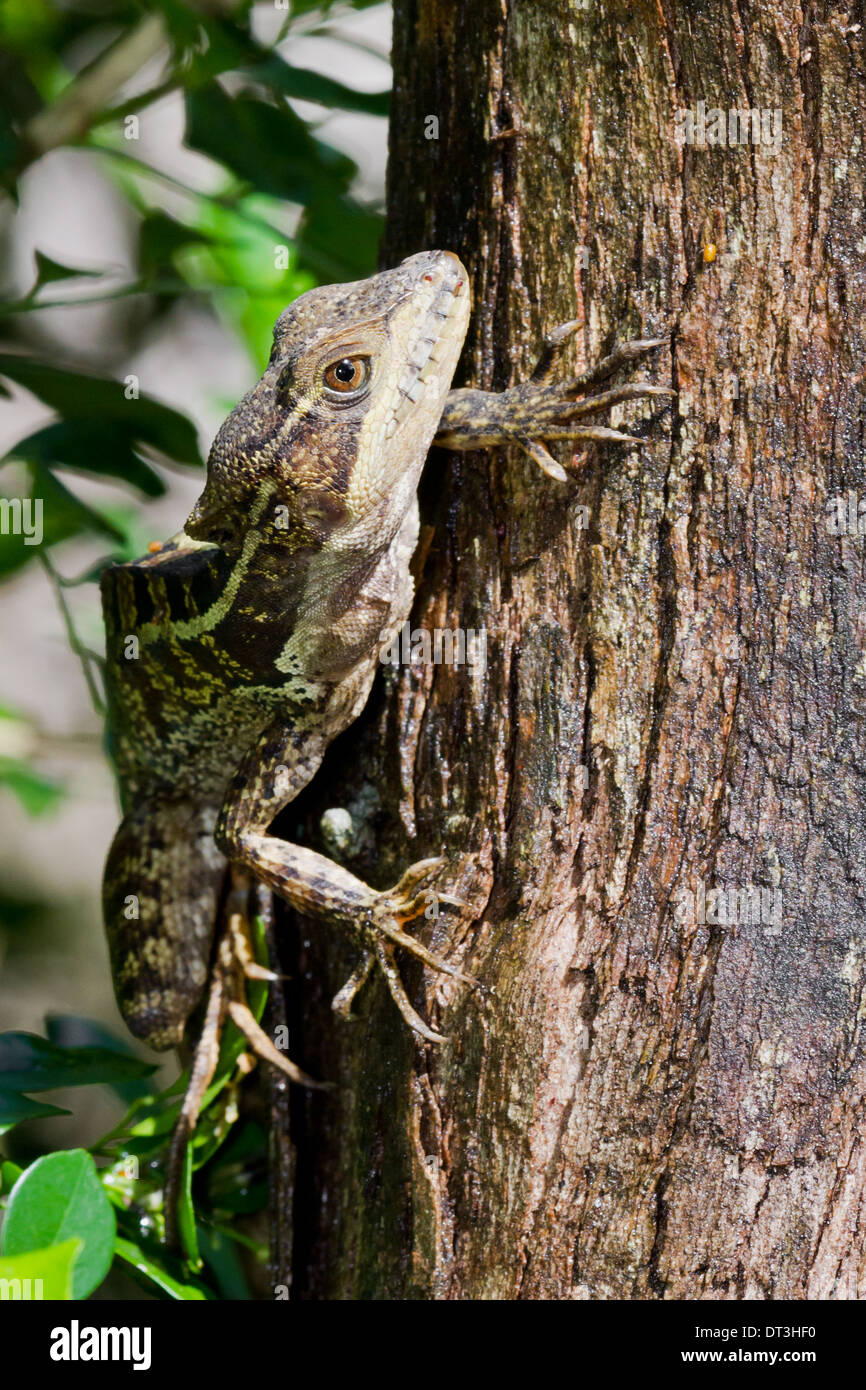 tree lizard climbing in the rain forest of Belize Stock Photo - Alamy