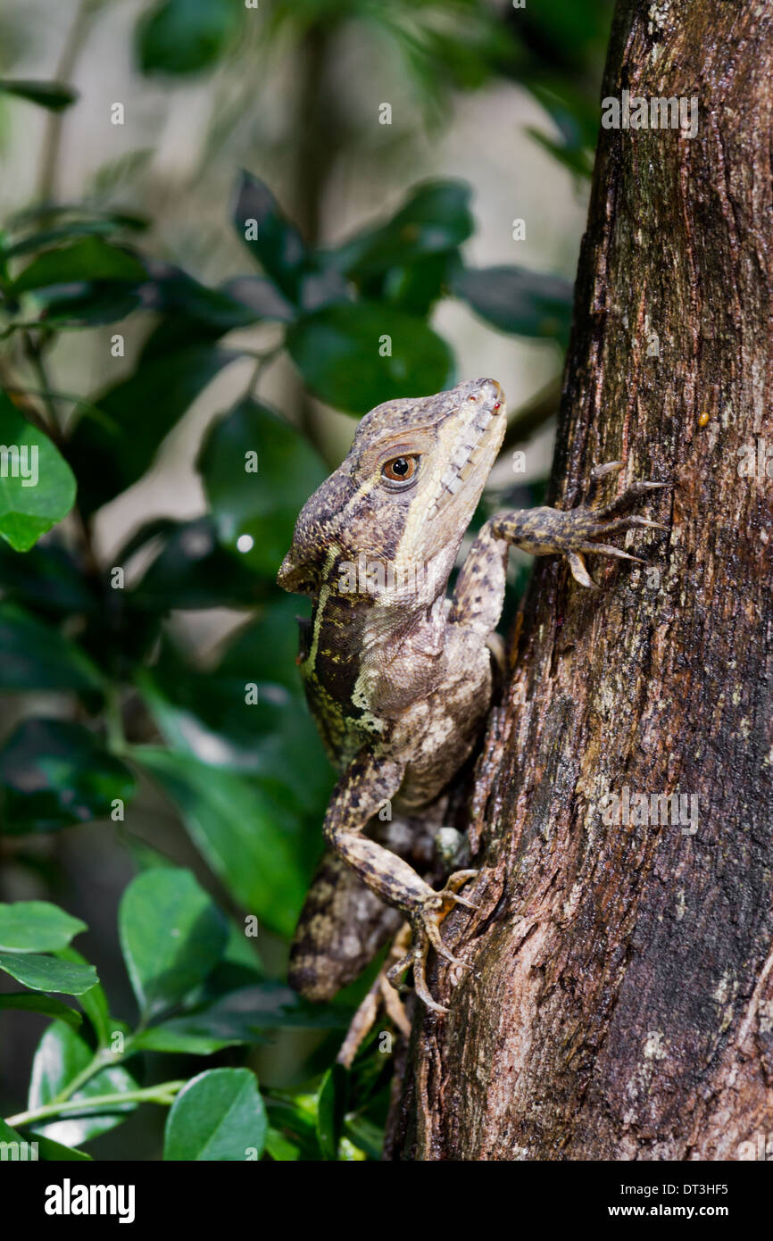 tree lizard climbing in the rain forest of Belize Stock Photo - Alamy