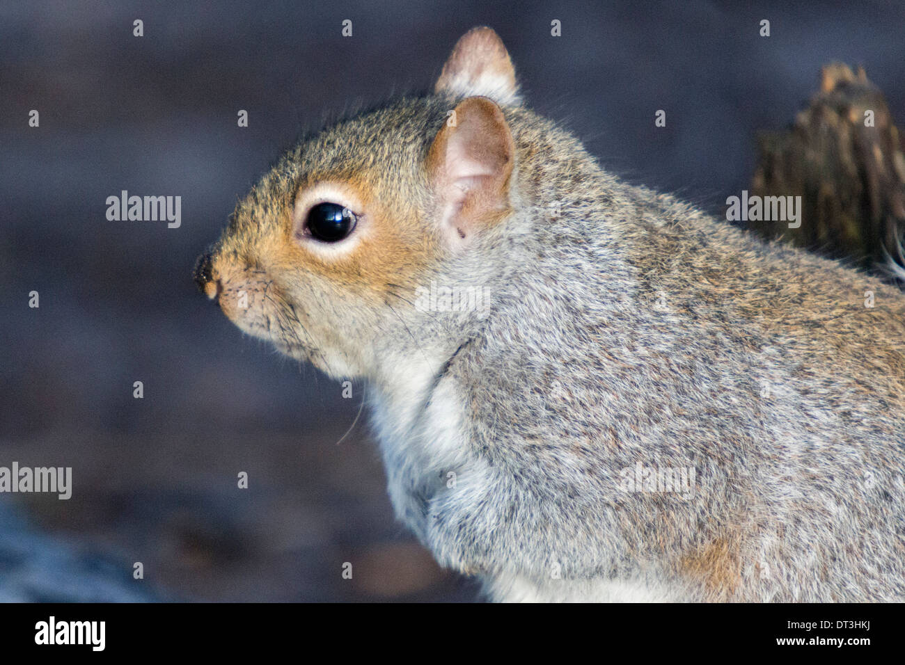 Eastern Gray Squirrel Sciurus carolinensis tight cropped in profile ...