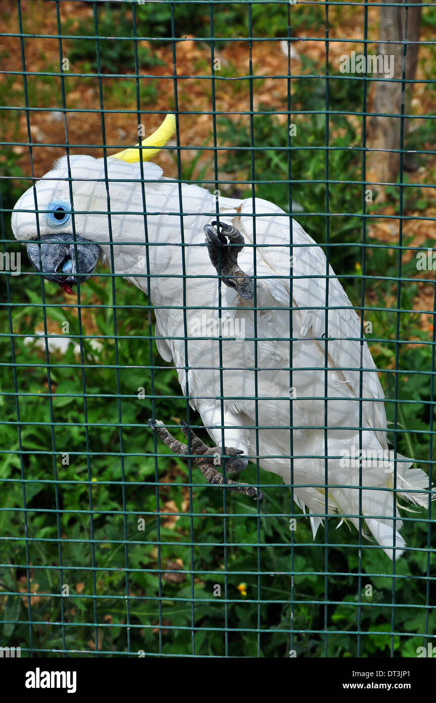 Sulphur crested cockatoo exotic bird Stock Photo - Alamy