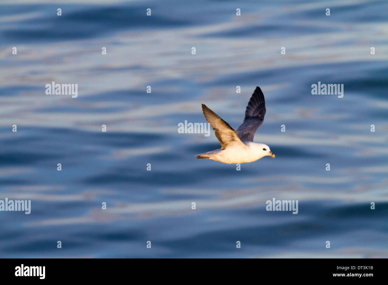 Fulmar bird hi-res stock photography and images - Alamy