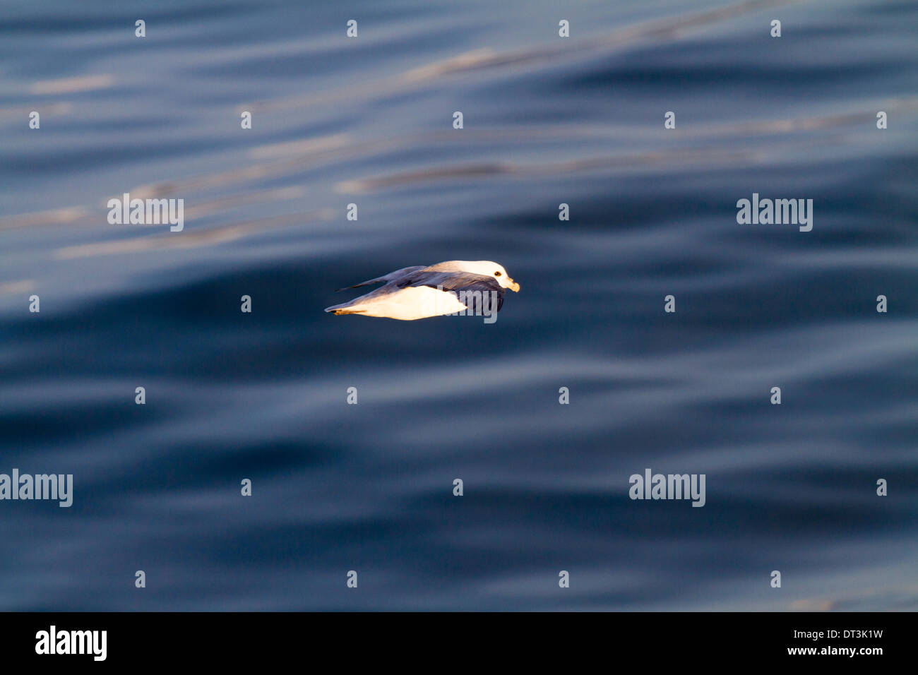 Northern fulmar in flight over water, northern Iceland Stock Photo - Alamy