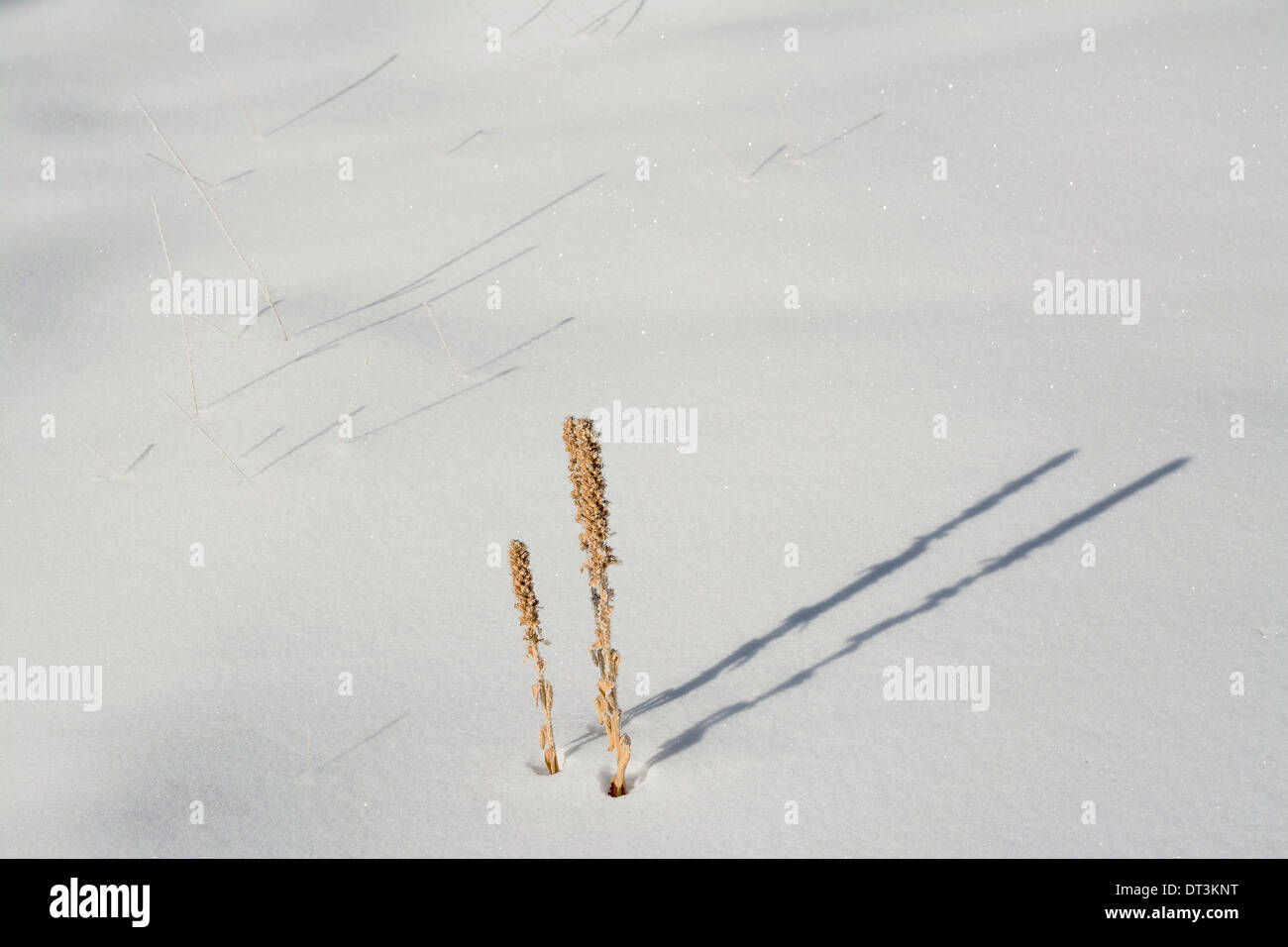 Dead weeds hi-res stock photography and images - Alamy