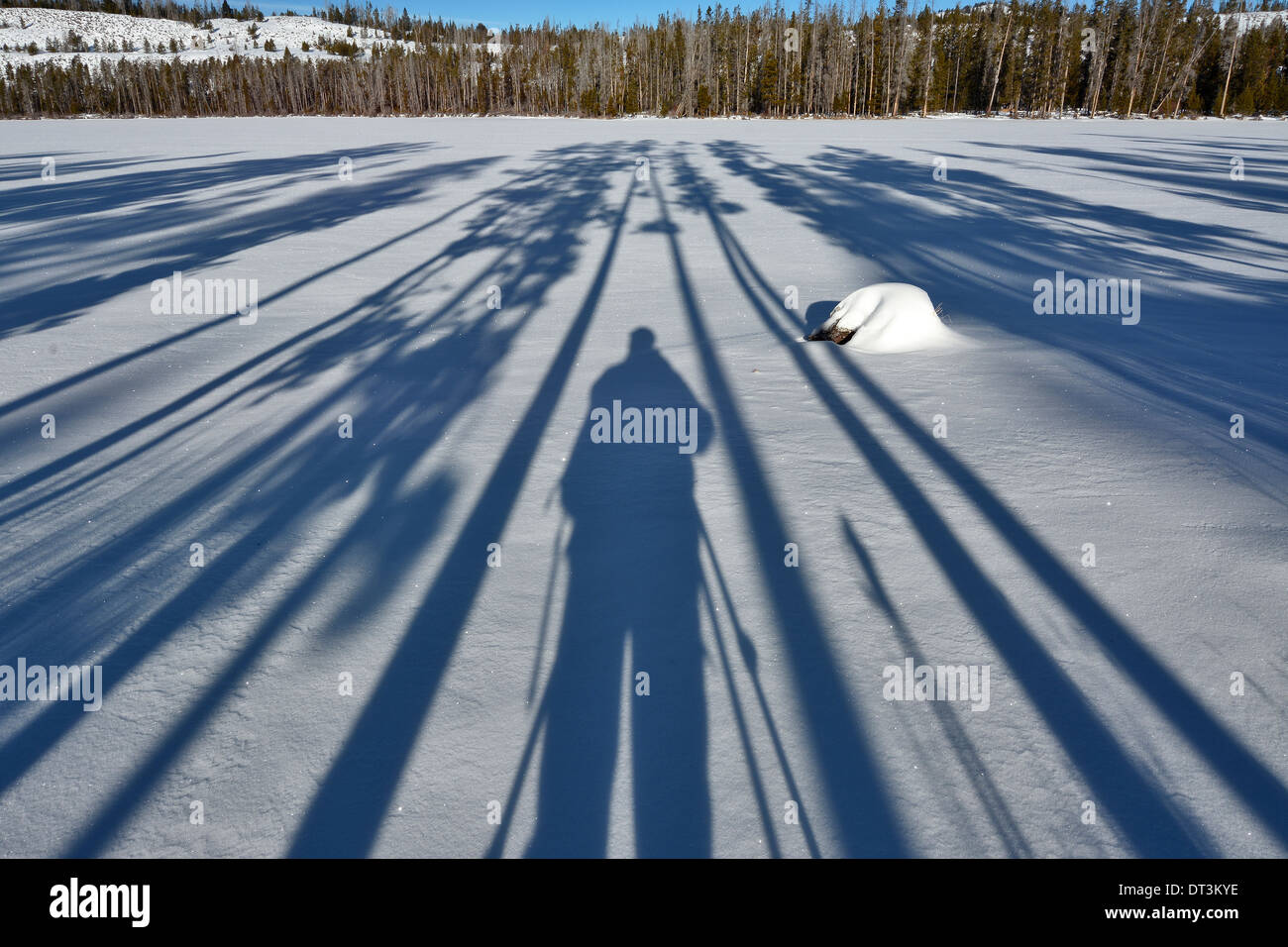 Human and shadows of trees on a frozen lake Stock Photo - Alamy