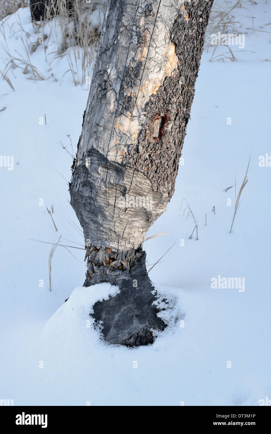 Tree of teeth hi-res stock photography and images - Alamy