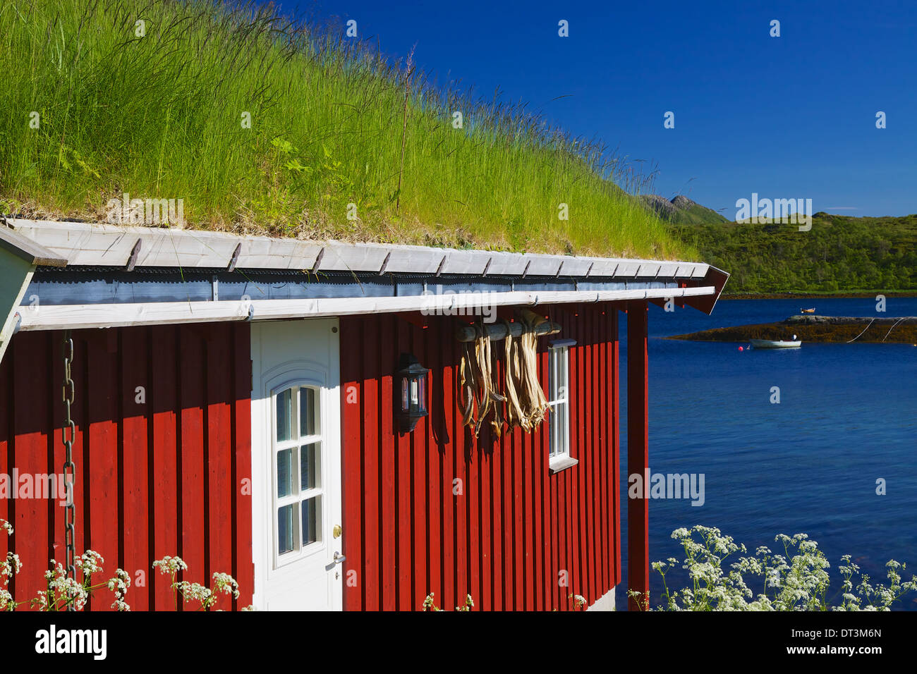 Typical norwegian rorbu hut with sod roof and drying stock fish on ...