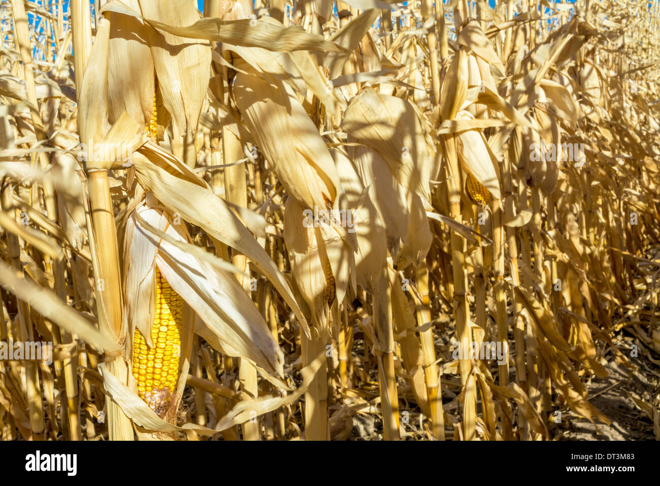 Stalks of corn hi-res stock photography and images - Alamy