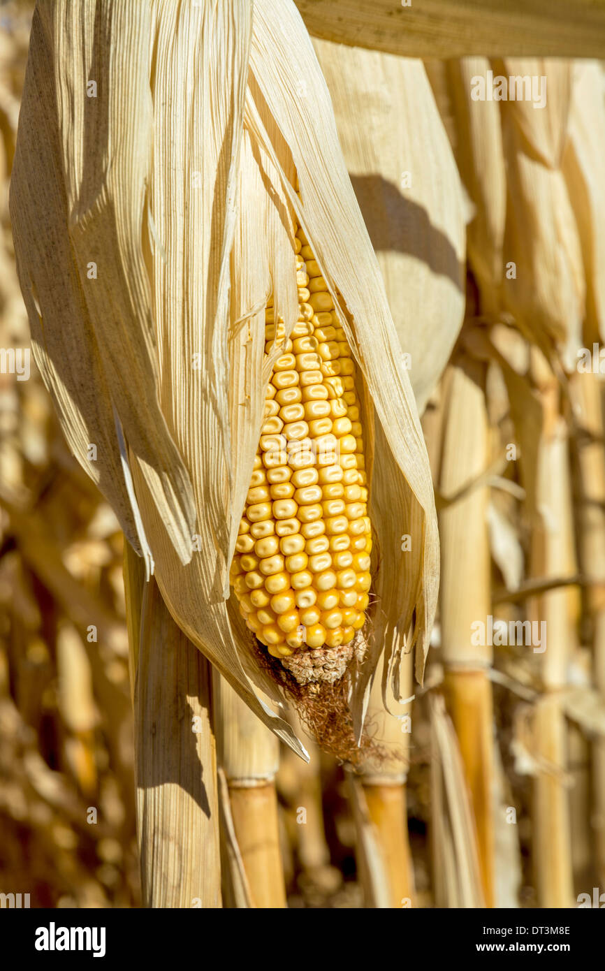 Old corn hi-res stock photography and images - Alamy