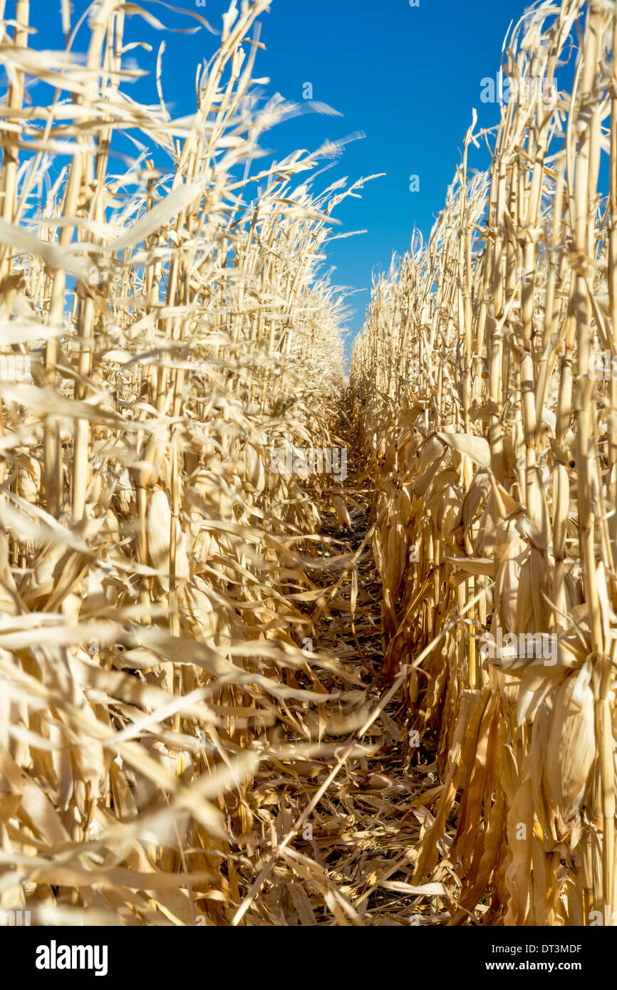 Corn cornstalks hi-res stock photography and images - Alamy