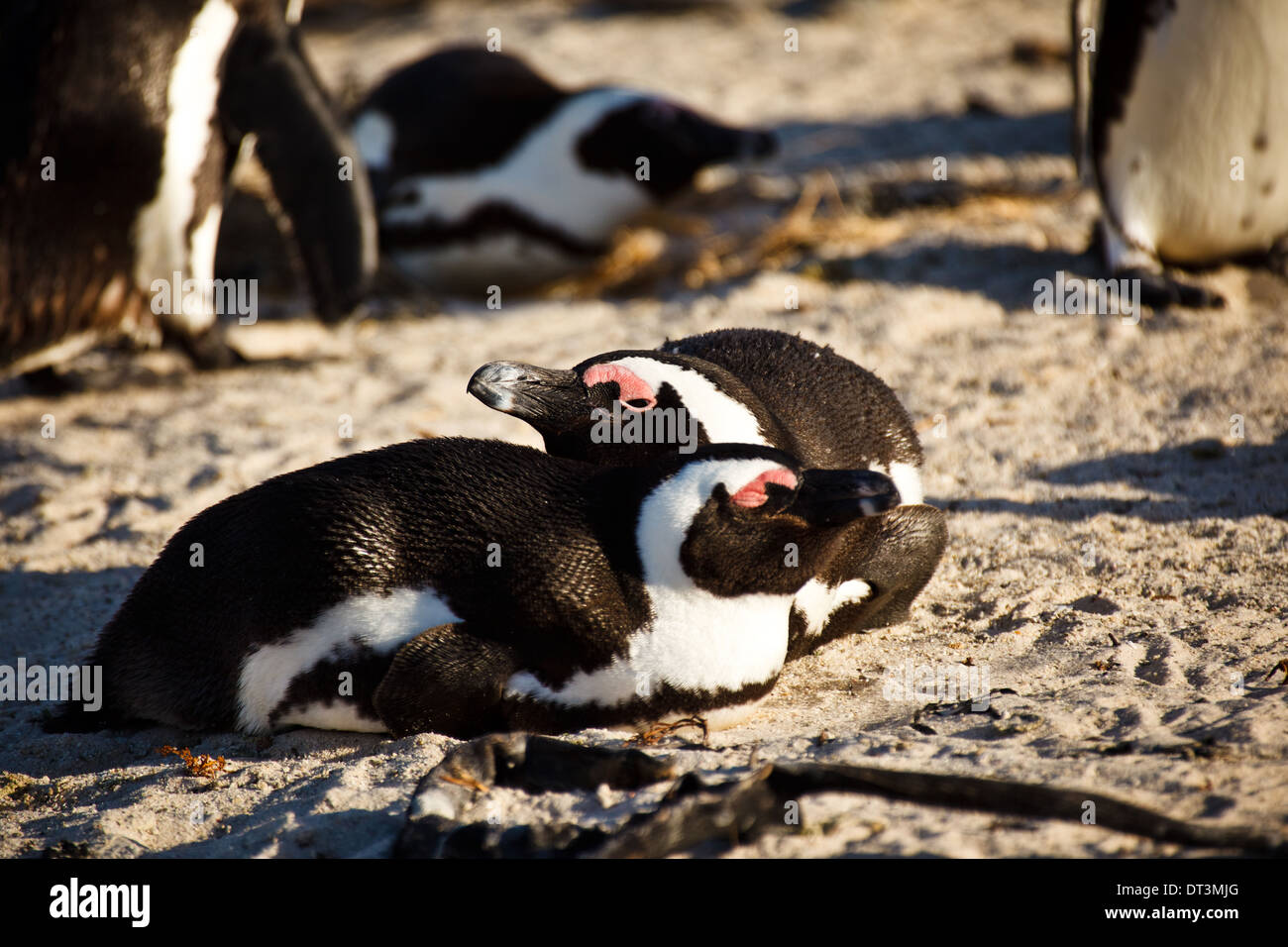 African penguins bask in sun in South African breeding ground Stock ...