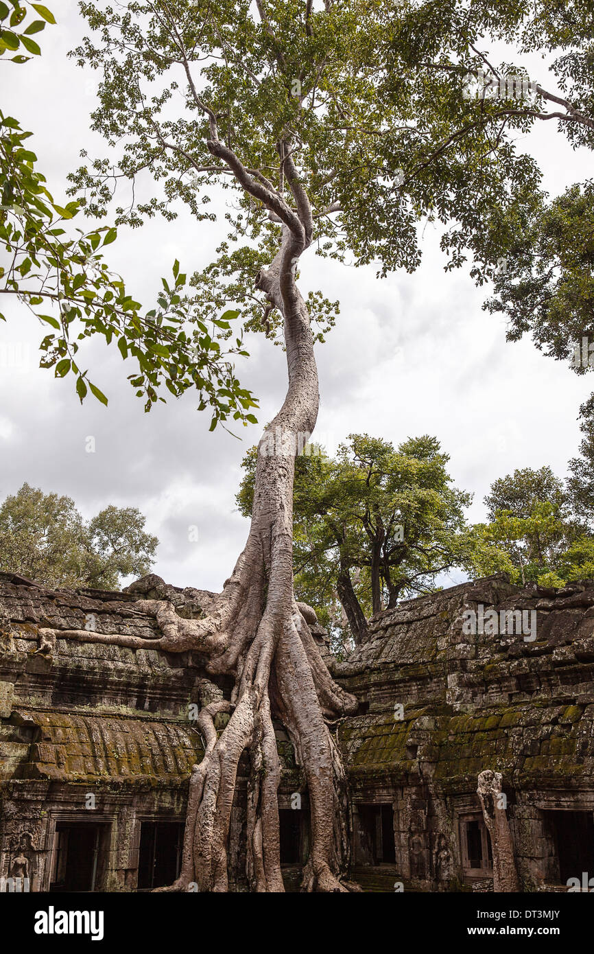 Spung tree hi-res stock photography and images - Alamy