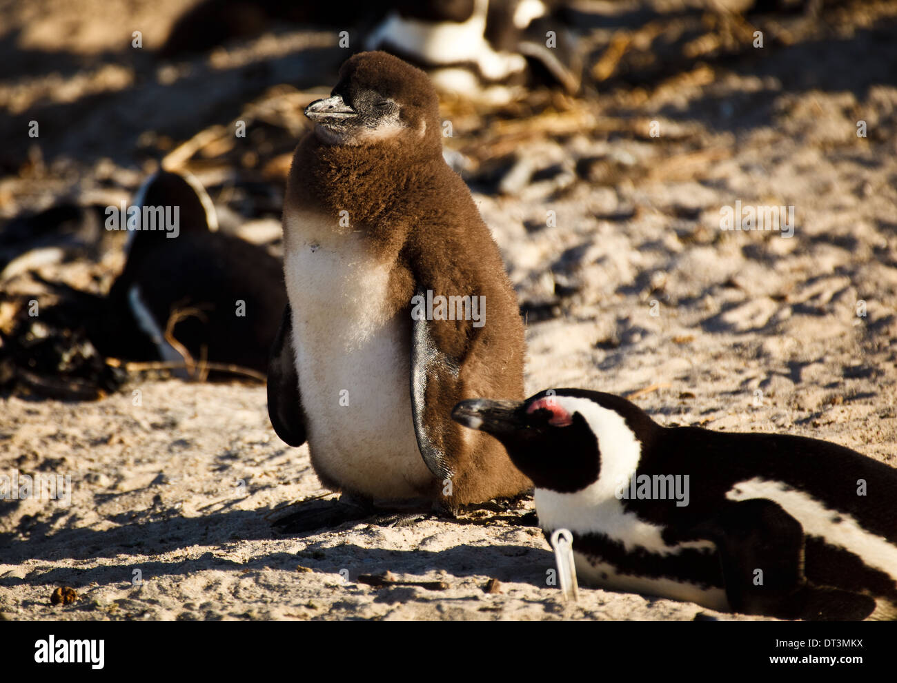 African penguin baby hi-res stock photography and images - Alamy