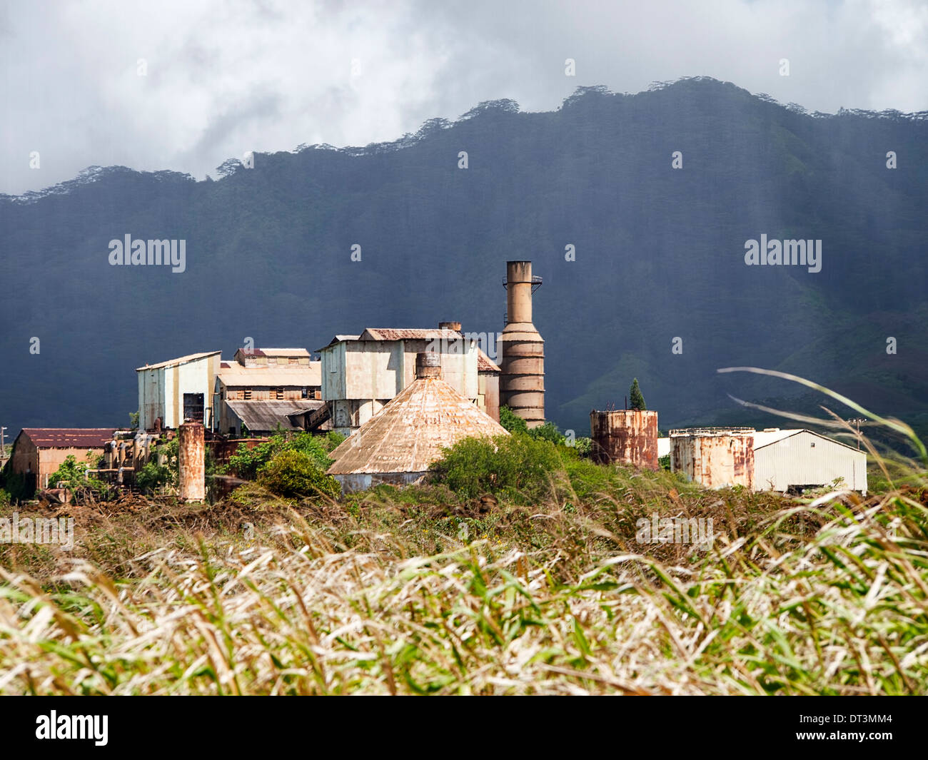 Hawaii Sugar Cane Field Stock Photos & Hawaii Sugar Cane Field Stock ...