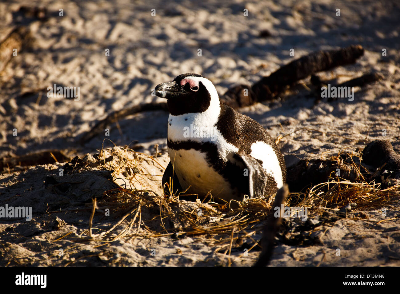 Breeding Ground High Resolution Stock Photography and Images - Alamy