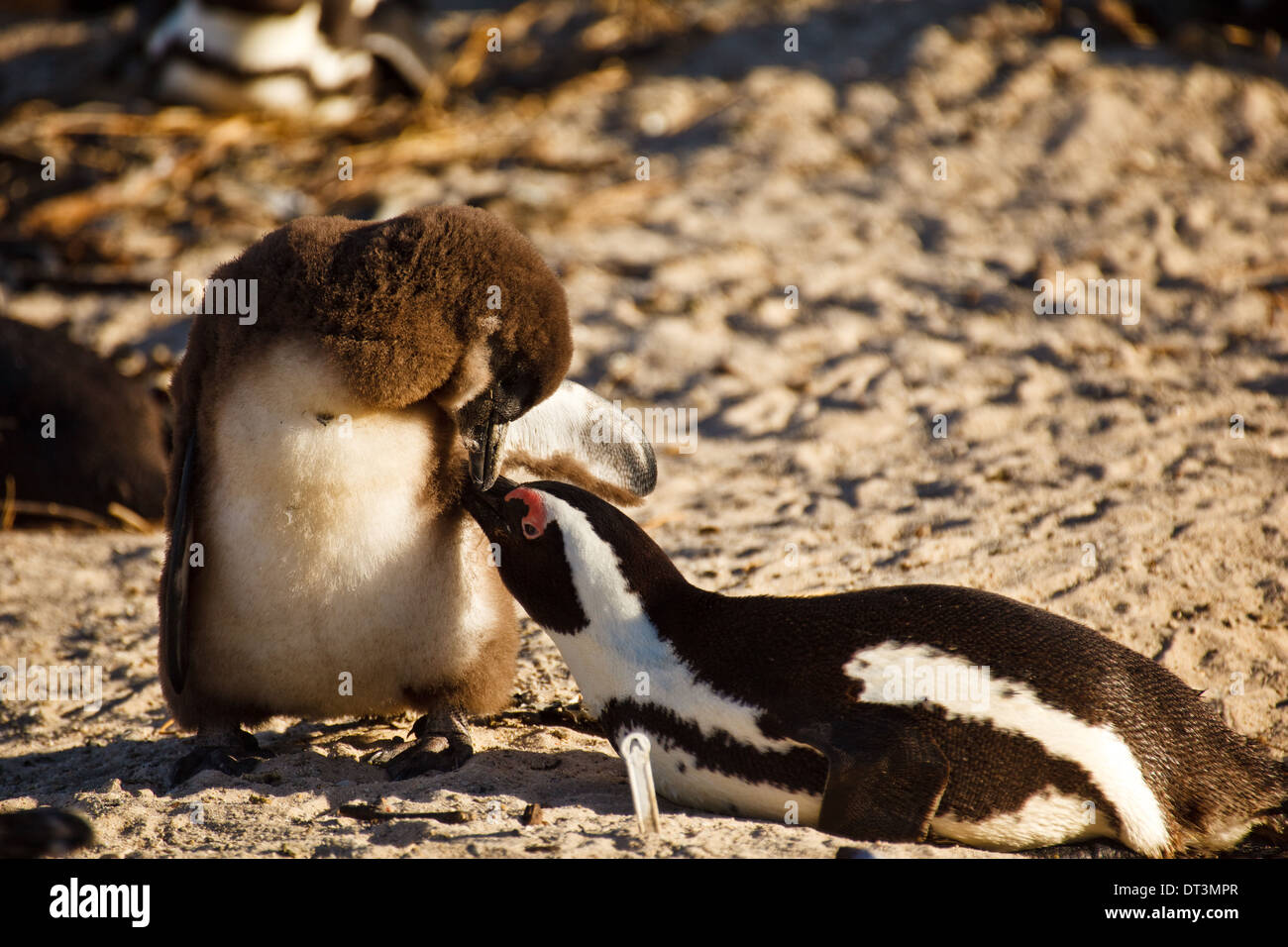 Breeding ground hi-res stock photography and images - Alamy
