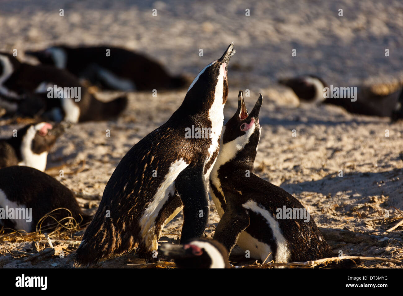 Penguin Breeding Ground High Resolution Stock Photography and Images ...