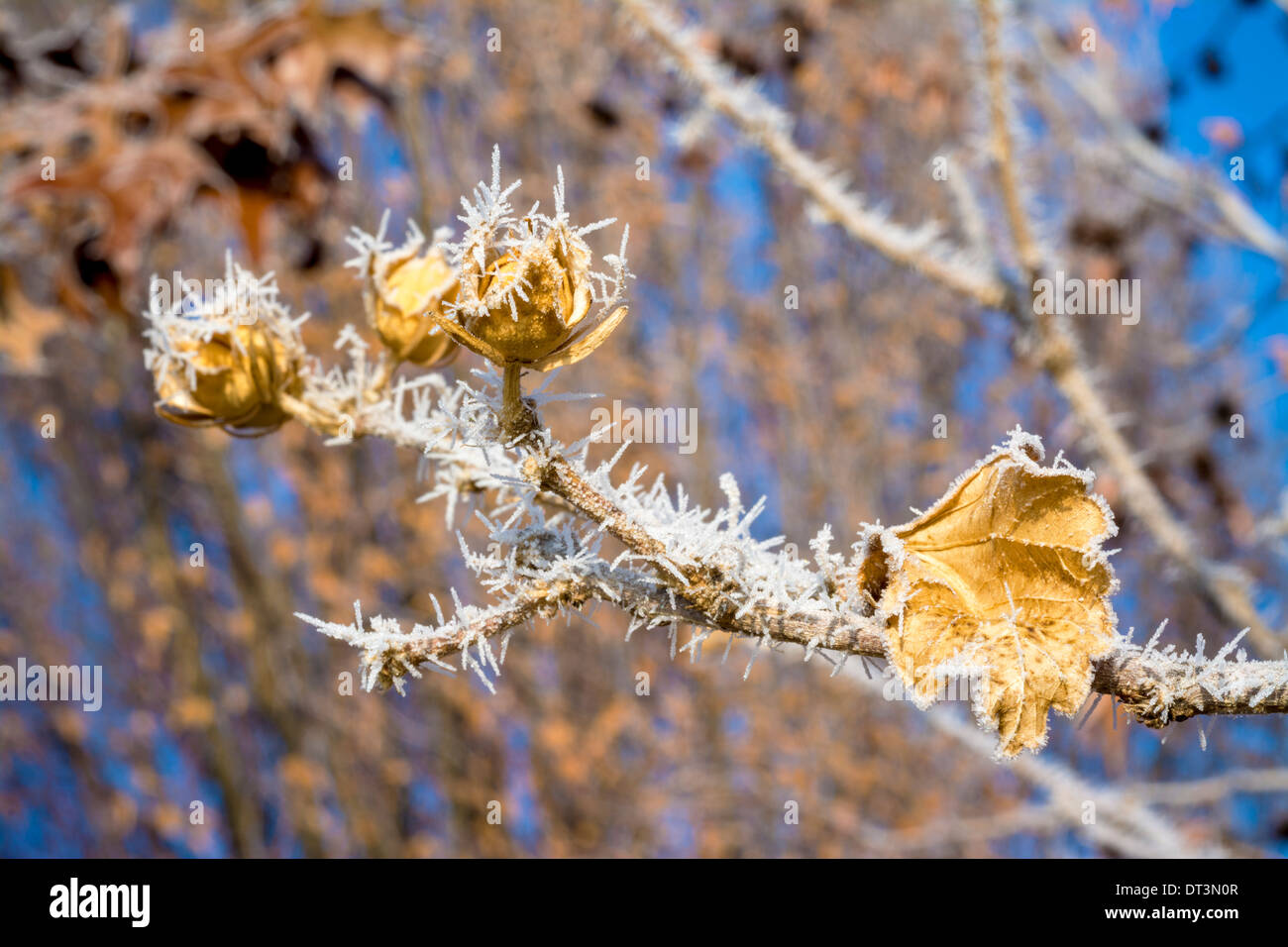 Frost spikes hi-res stock photography and images - Alamy