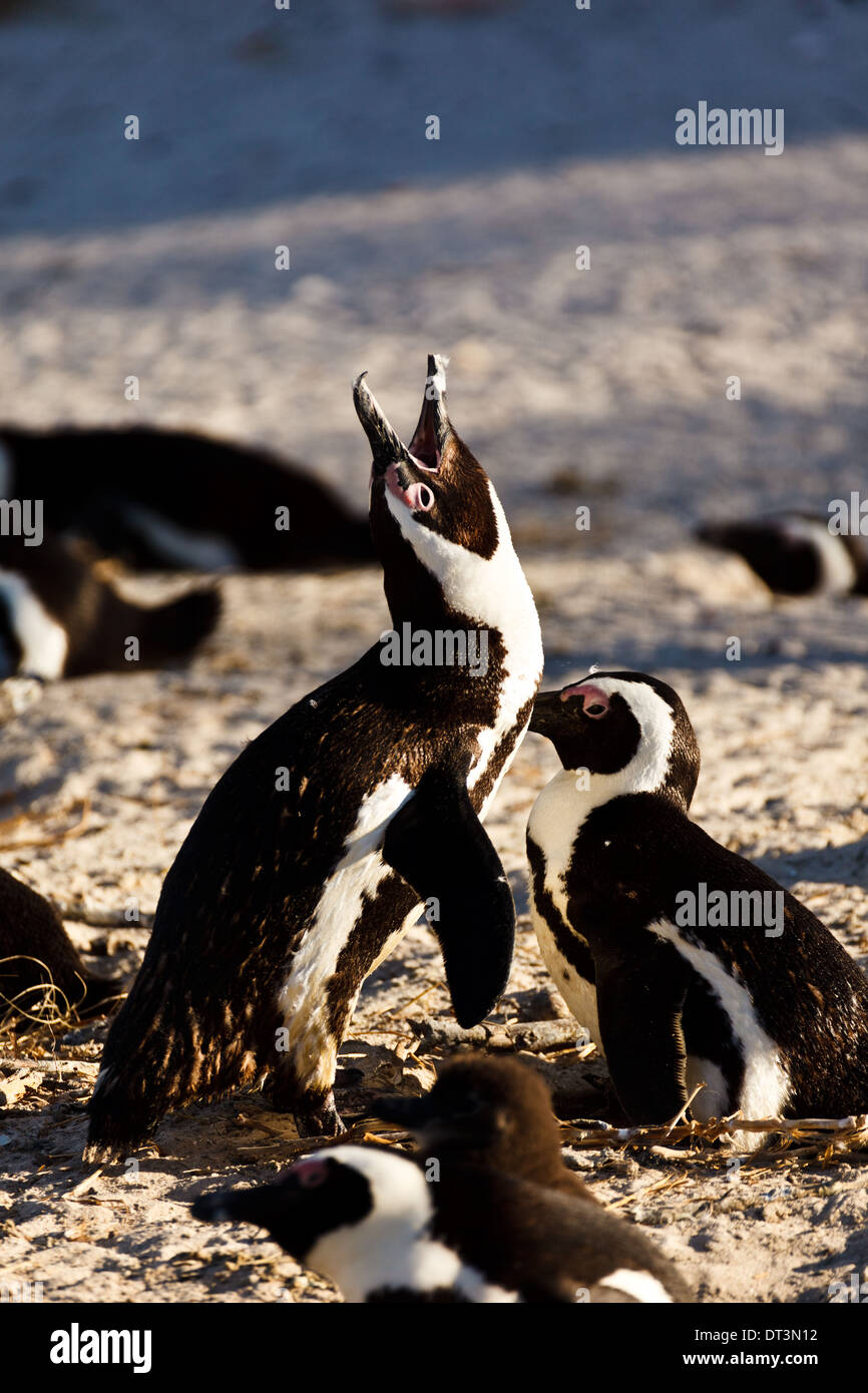 Coastal ritual hi-res stock photography and images - Alamy