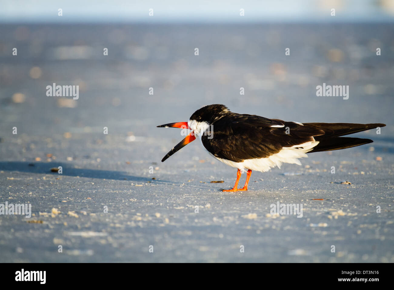 Black Skimmer (Rynchops niger) standing on the beach with its beak open ...