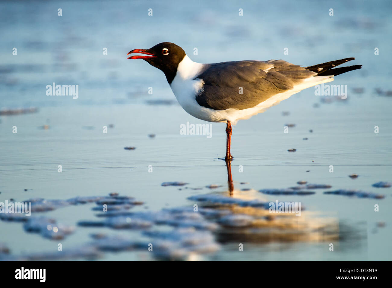 Laughing gull on the beach hi-res stock photography and images - Alamy