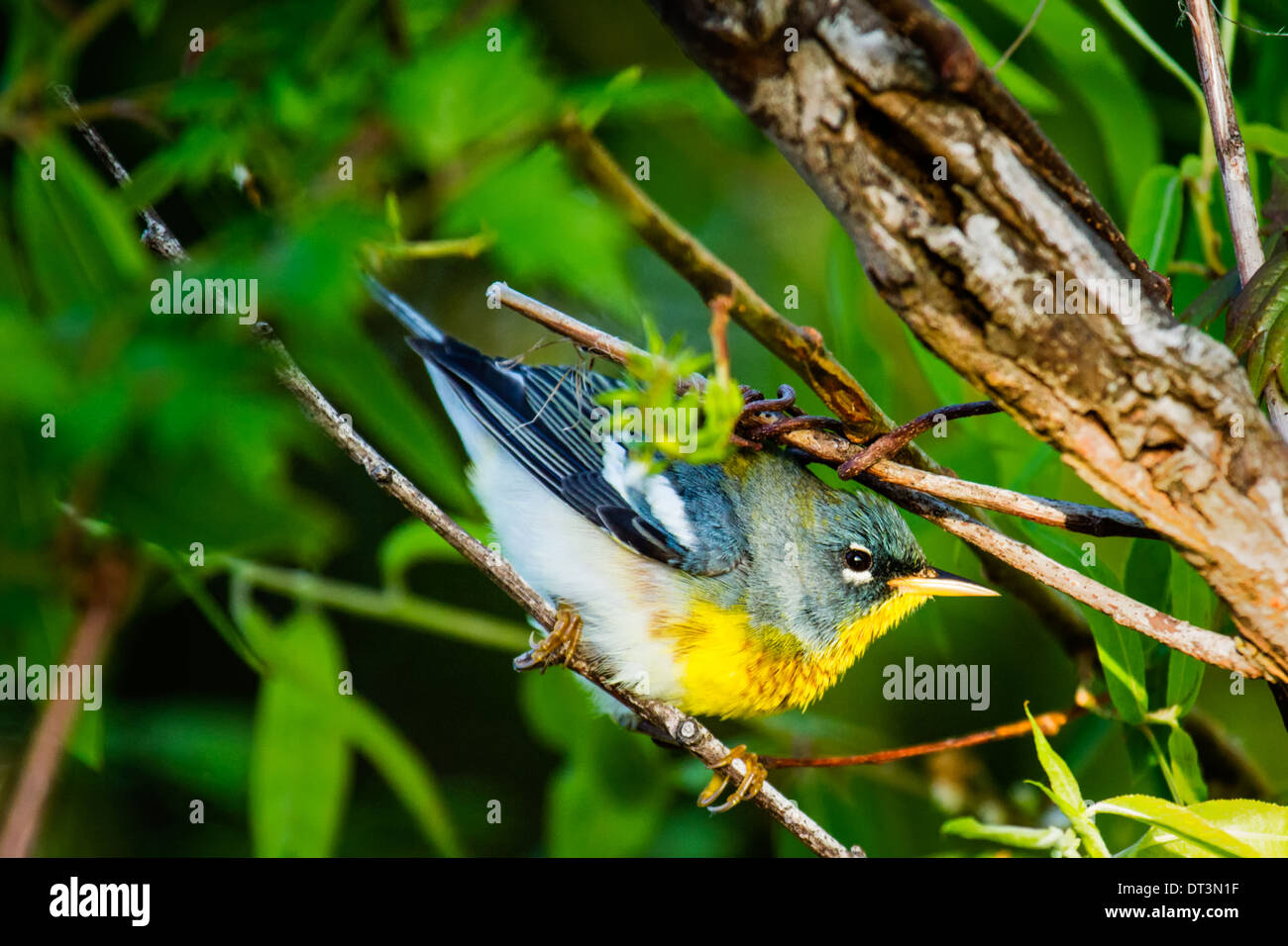 Setophaga americana hi-res stock photography and images - Alamy