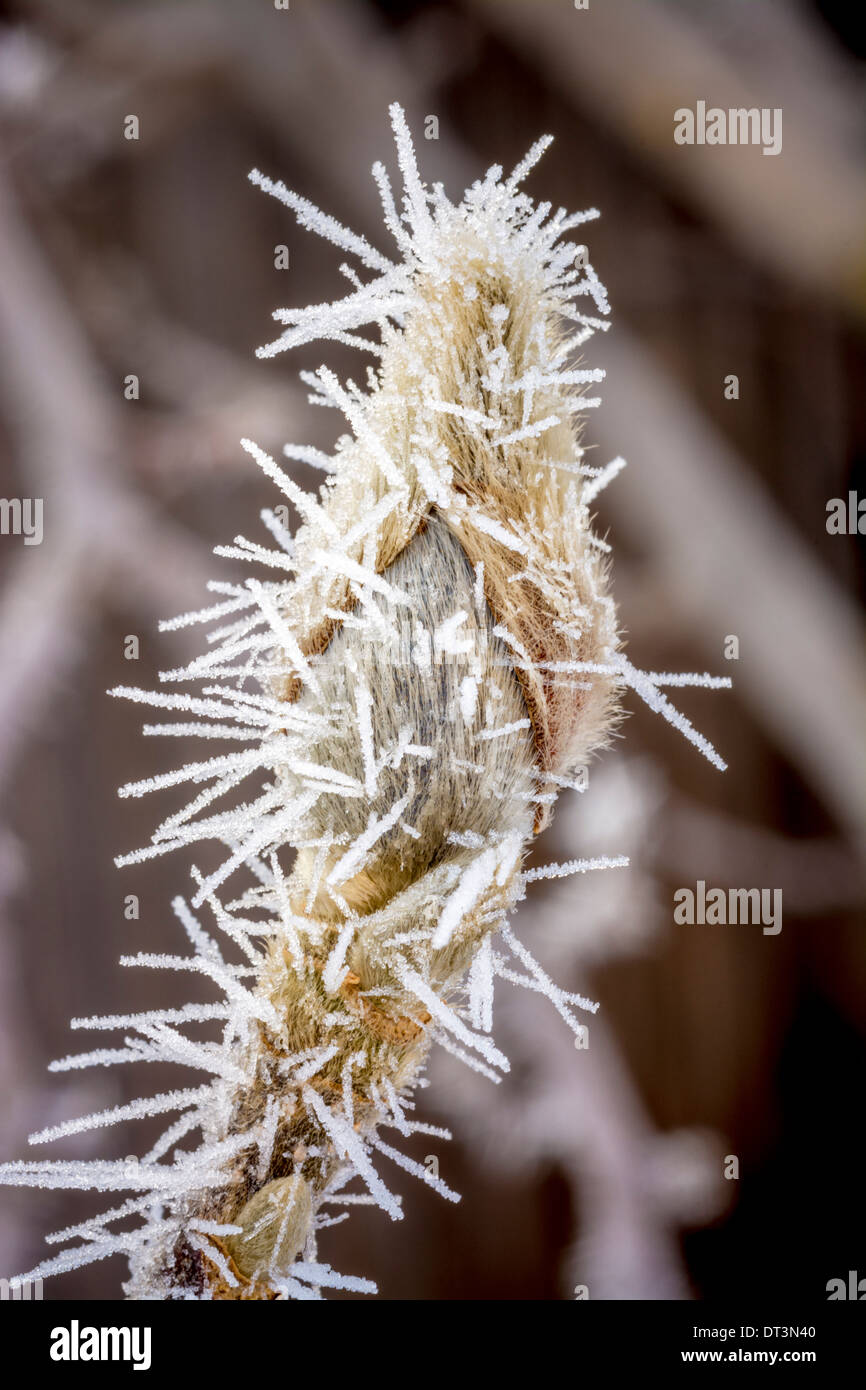 Frost flower plant hi-res stock photography and images - Alamy