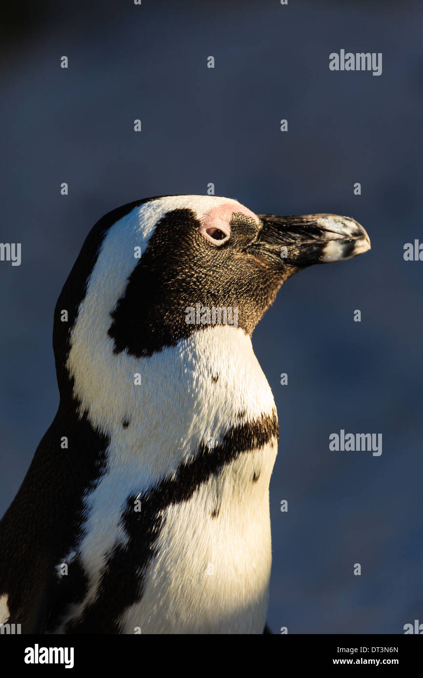 Penguin face hi-res stock photography and images - Alamy
