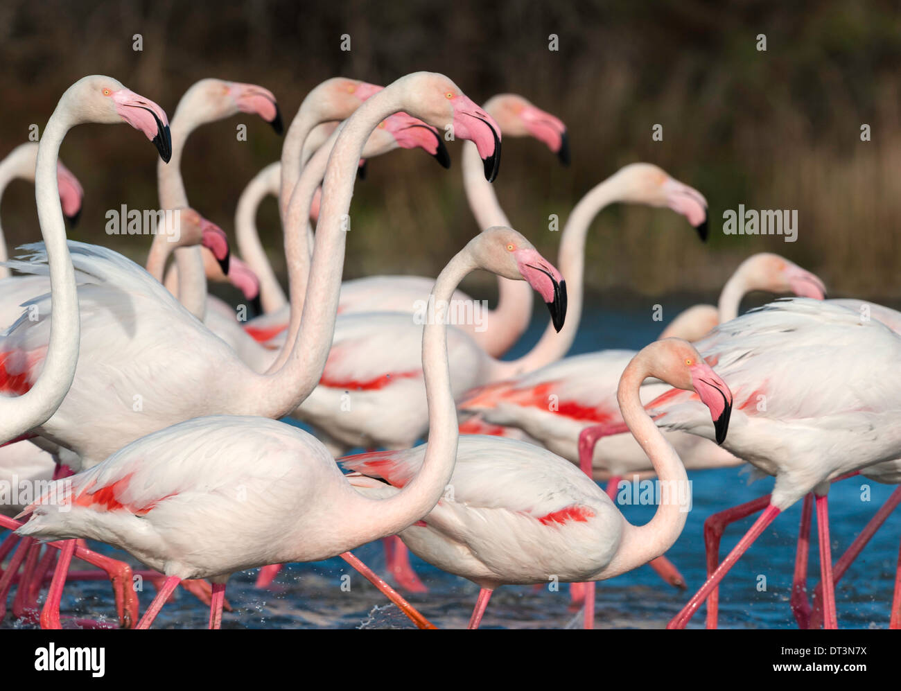Flock of flamingos running together in the same direction Stock Photo ...