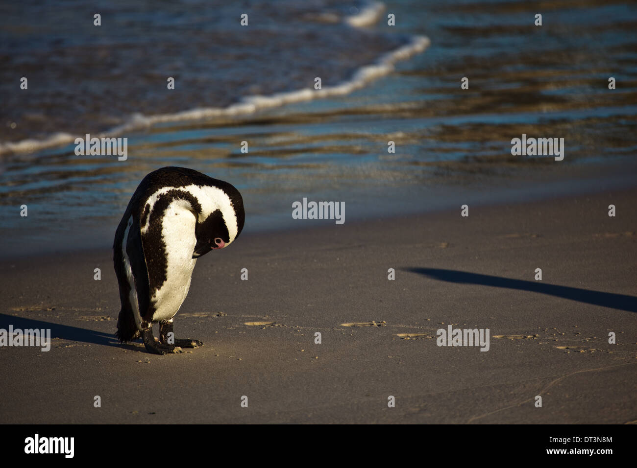 African penguin facing the sun at edge of beach while preening his ...
