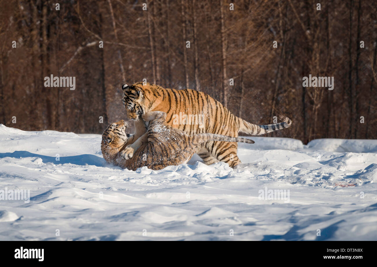 Siberian tiger fight hi-res stock photography and images - Alamy