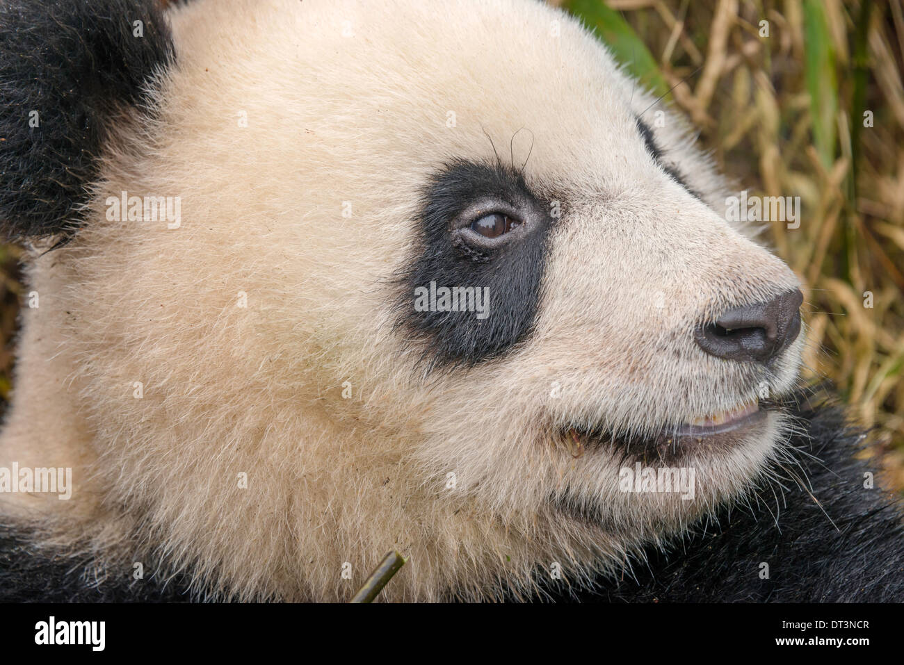 Close up of young Giant Panda Stock Photo - Alamy