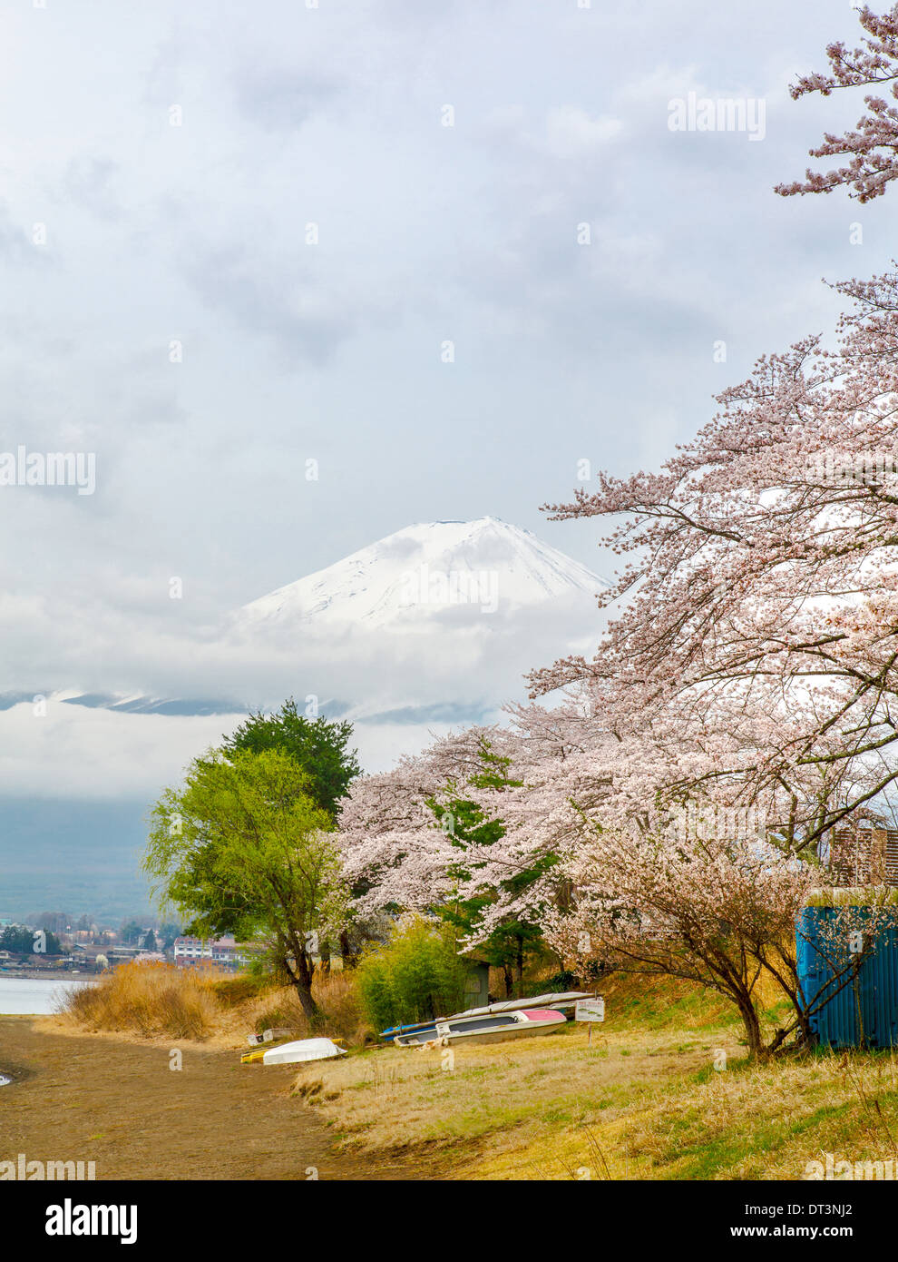 Mount fuji landscape and pink cherry blossom trees in spring season ...
