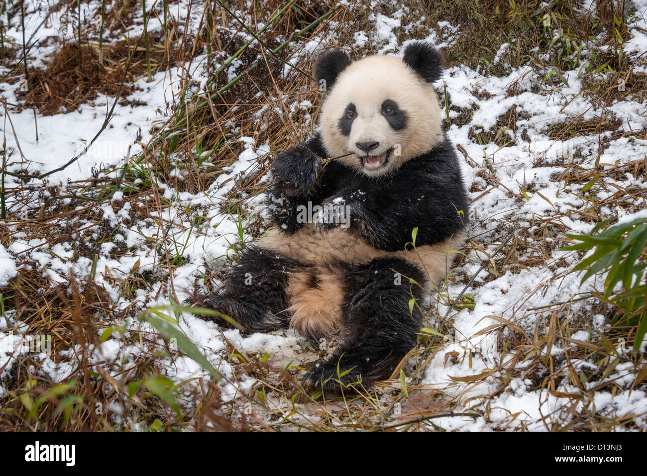 Panda in the snow hi-res stock photography and images - Alamy