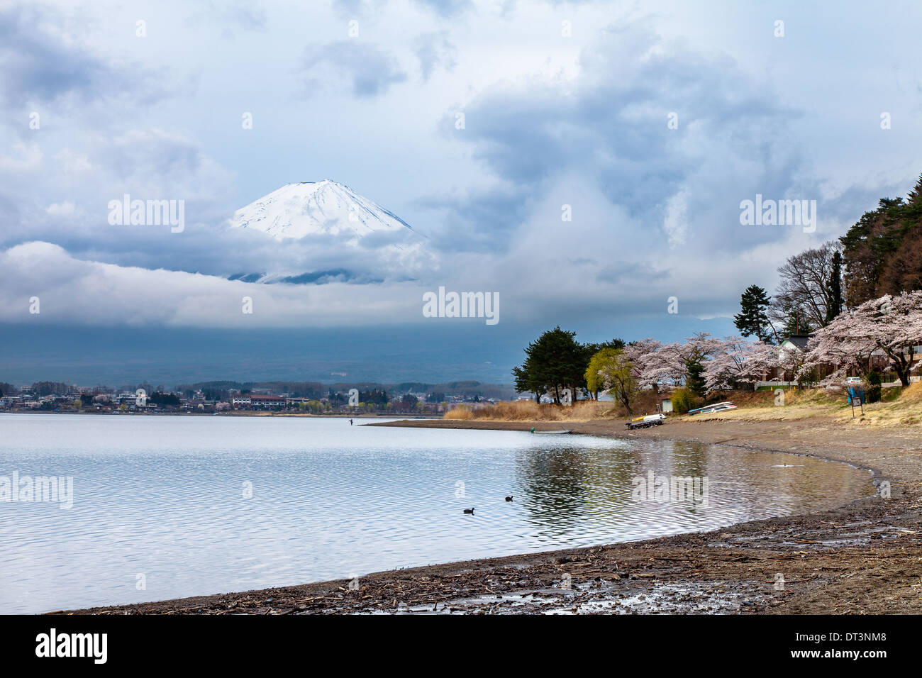 Beautiful scenery of mount Fuji and cherry blossoms in spring time ...