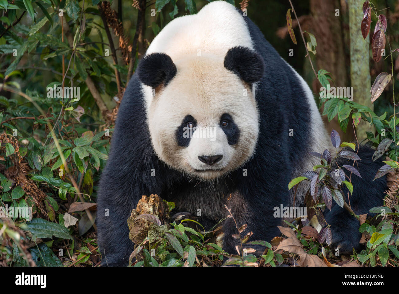 Male Giant Panda looking into camera Stock Photo - Alamy