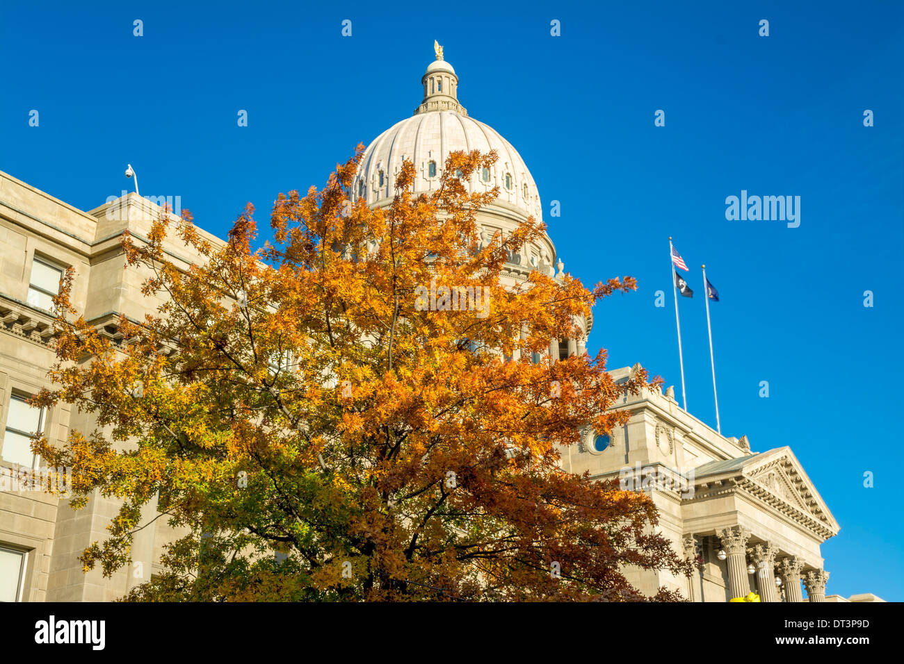 fall colored tree at the capital building Stock Photo - Alamy