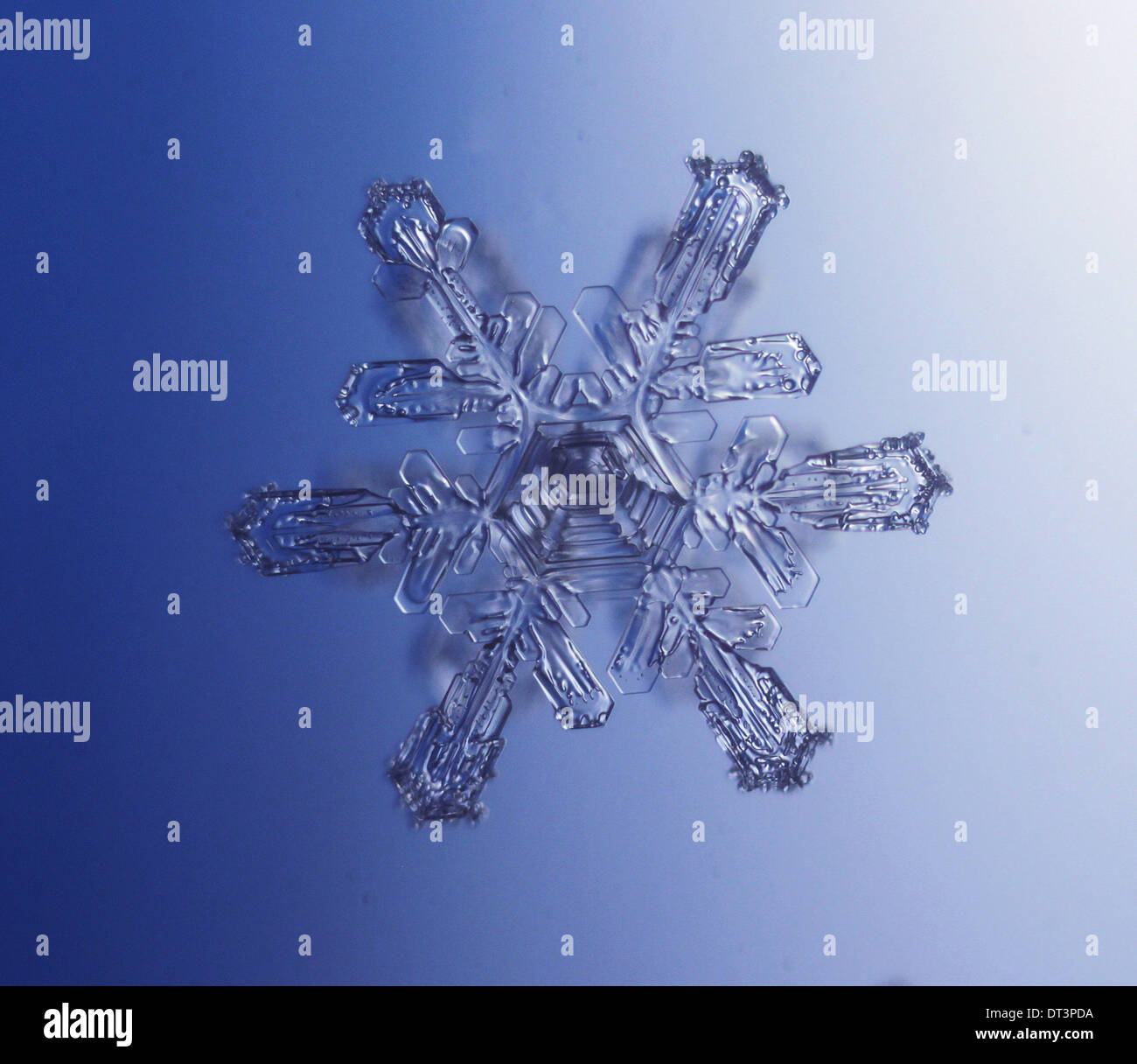 Real Snowflakes Under Microscope